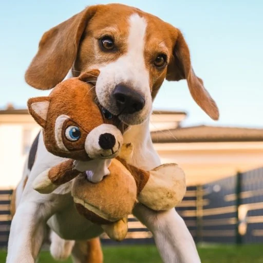 Beagle Köpek Özellikleri ve Bakımı