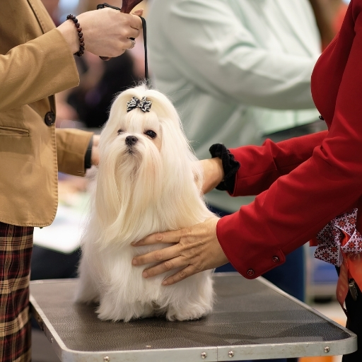Maltese(Malta) Terrier Özellikleri ve Bakımı