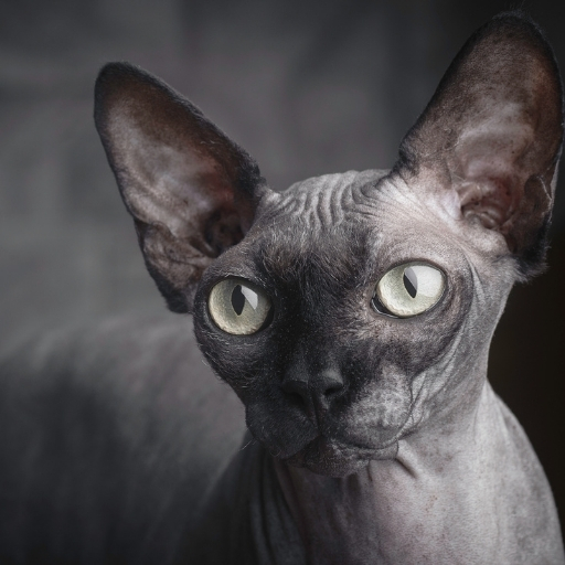 Tüysüz Kedi Sfenks Kedisi Özellikleri ve Bakımı