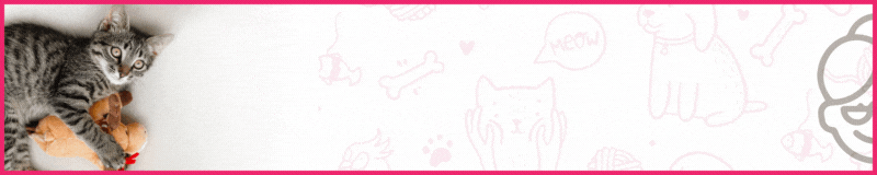 Tekir Kedilerin Özellikleri ve Bakımı - Tekirler Hakkında Her Şey